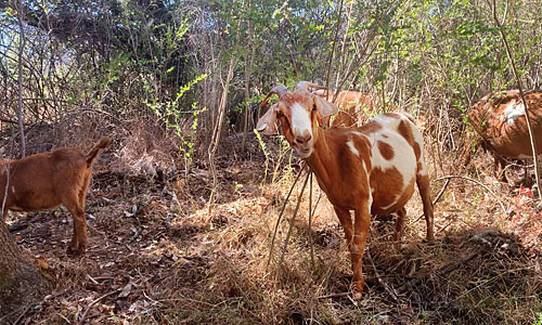 Marin Wildfire Prevention Authority