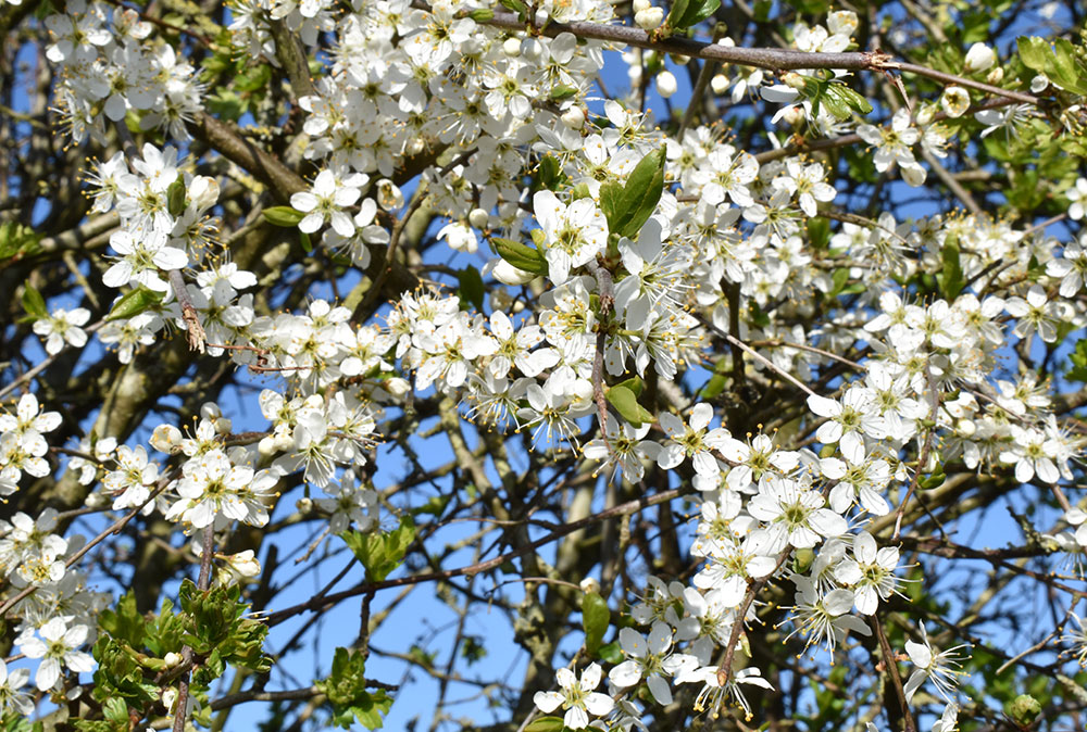 See True Link at the MAPA Annual Conference