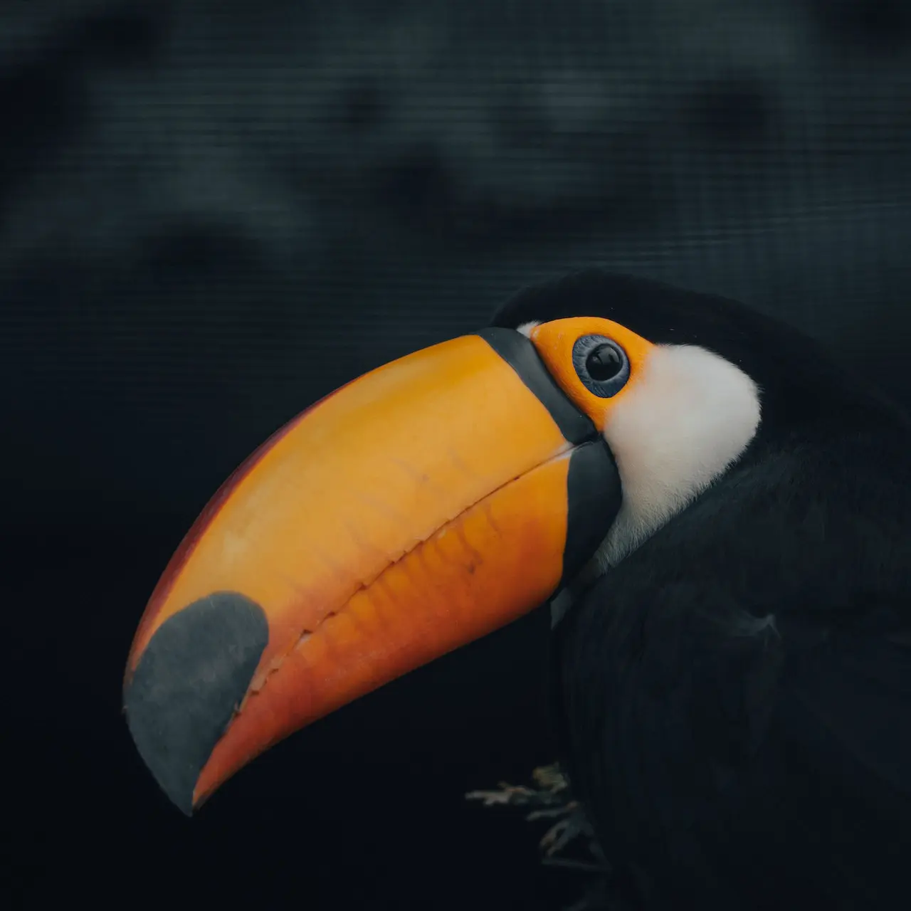 The Envira Amazonia Project - Sustainable Projects | Up2You