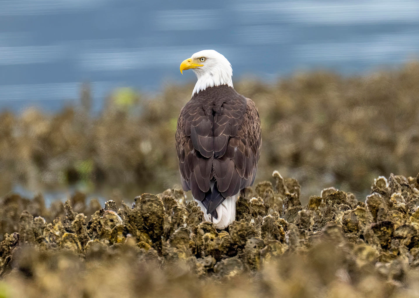 Topaz Photo AI - Maximize Image Quality with AI