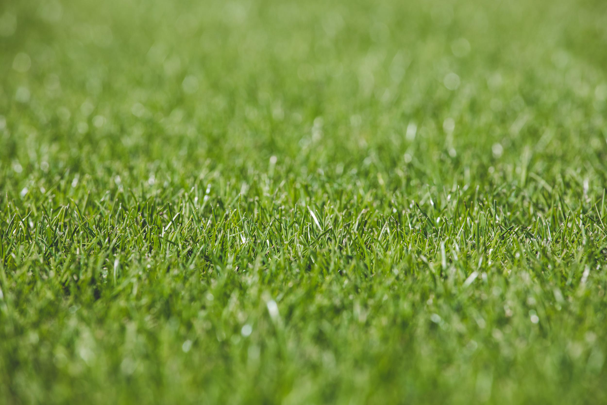 Graszoden Lavrijsen | Kwalitatieve grasmatten kopen