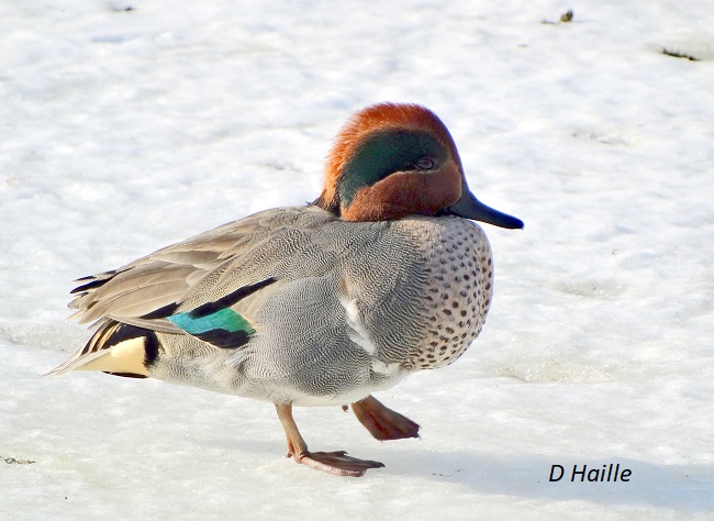 Amherst to Turners Falls | Upcoming Field Trip with Allen Bird Club