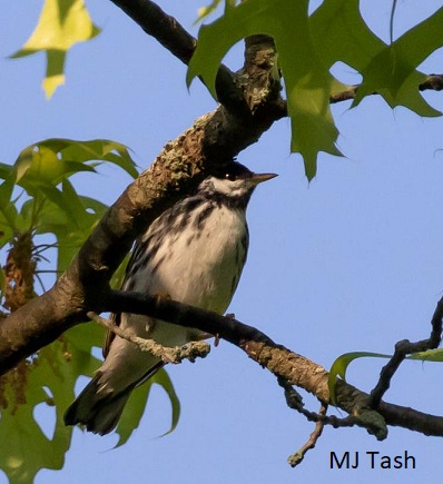Adirondacks, New York | Upcoming Field Trip with Allen Bird Club