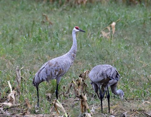 Trip Highlights from the Allen Bird Club