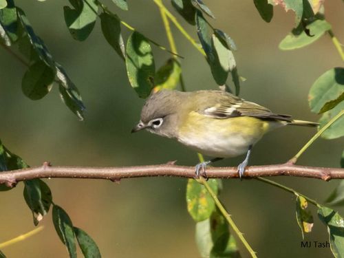 Trip Highlights from the Allen Bird Club