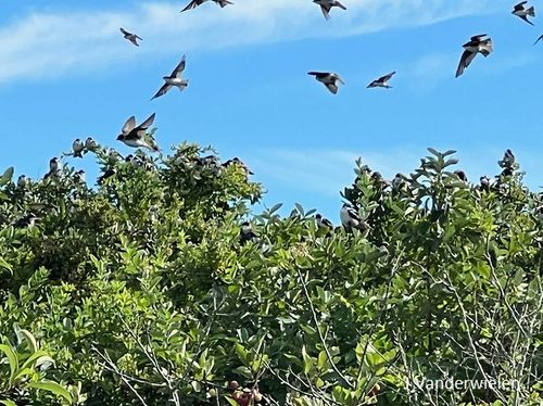 Trip Highlights from the Allen Bird Club