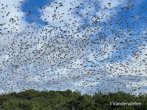 Trip Highlights from the Allen Bird Club