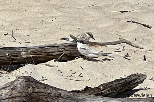 Trip Highlights from the Allen Bird Club