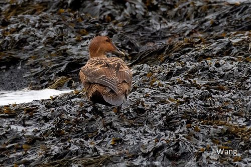 Trip Highlights from the Allen Bird Club