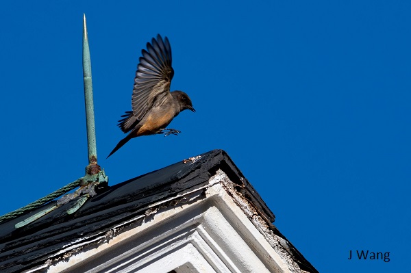 Canal Park, South Hadley | Feb 03, 2024 | Allen Bird Club