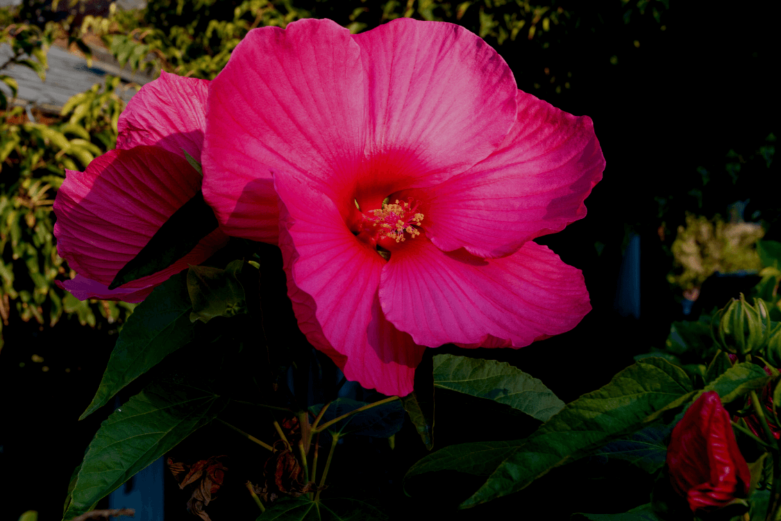 Plant of the Month: Swamp Mallow