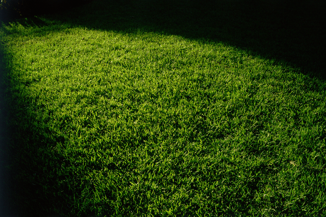 5 Ways to Keep Grass Green
