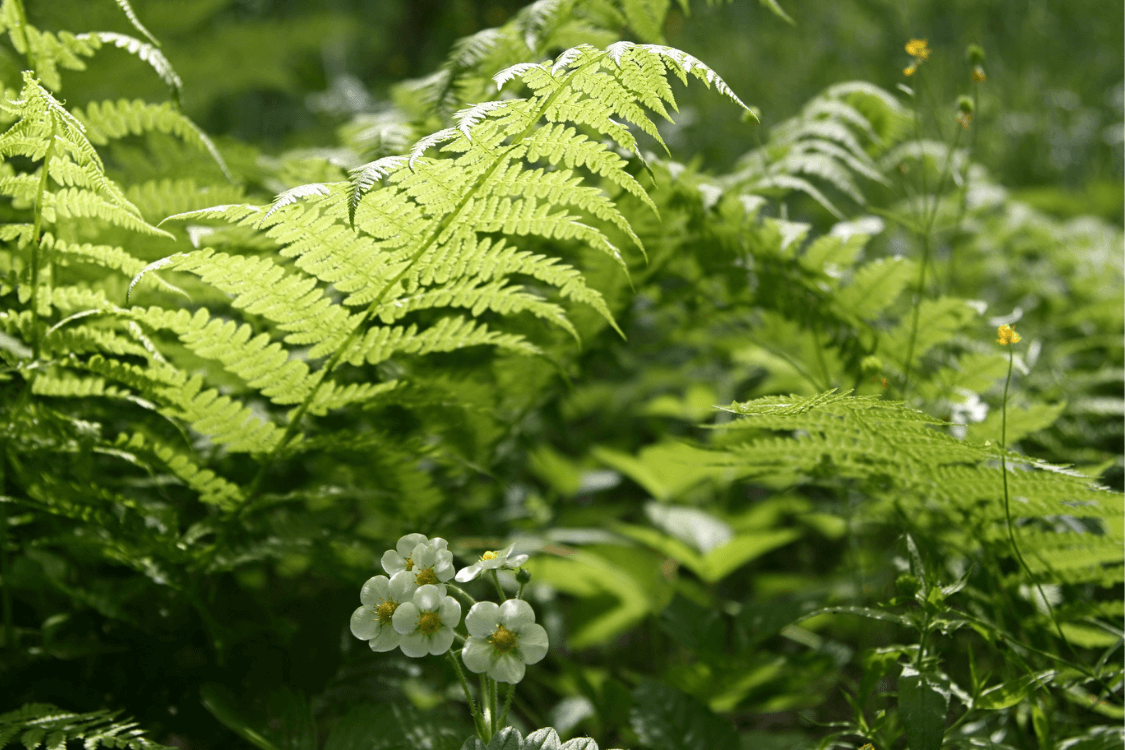 June Plant of the Month: Fern