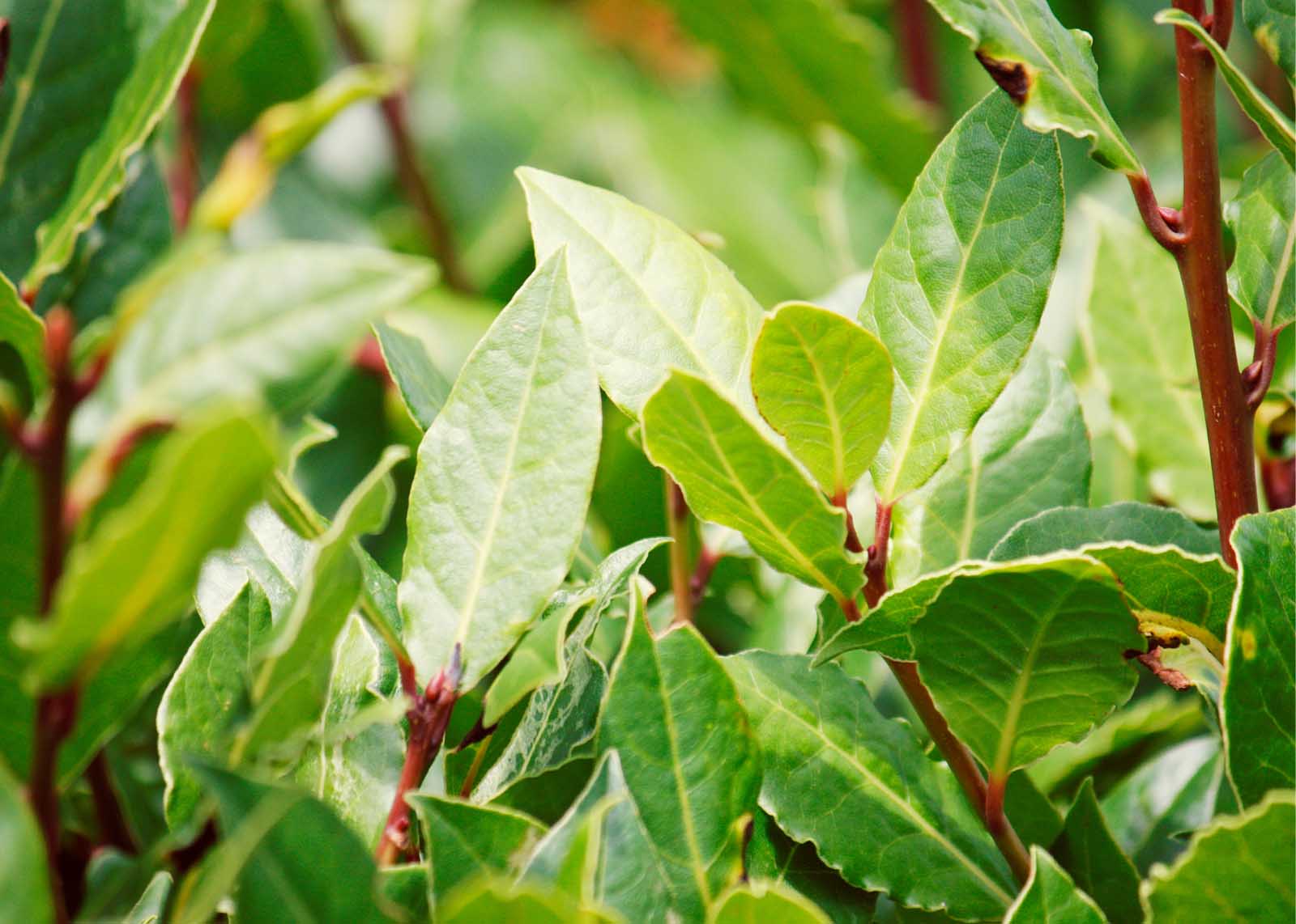 The Best Flowering Shrubs for Florida Landscapes