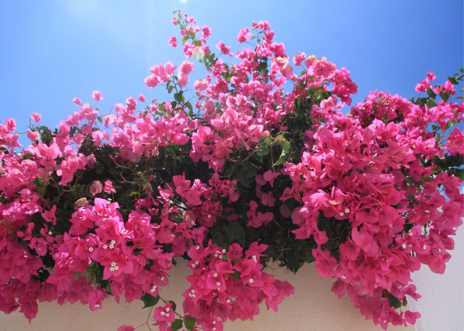 The Best Flowering Shrubs for Florida Landscapes