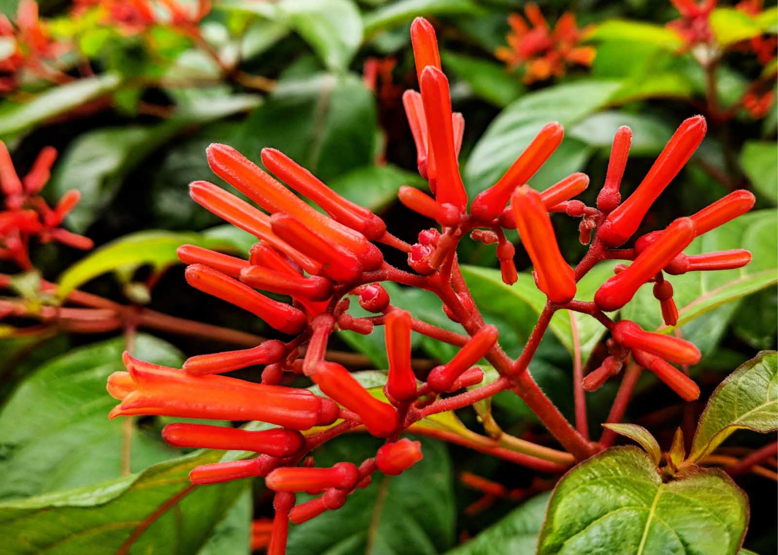 The Best Flowering Shrubs for Florida Landscapes
