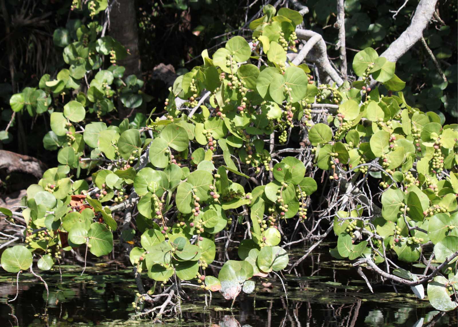 The Best Flowering Shrubs for Florida Landscapes