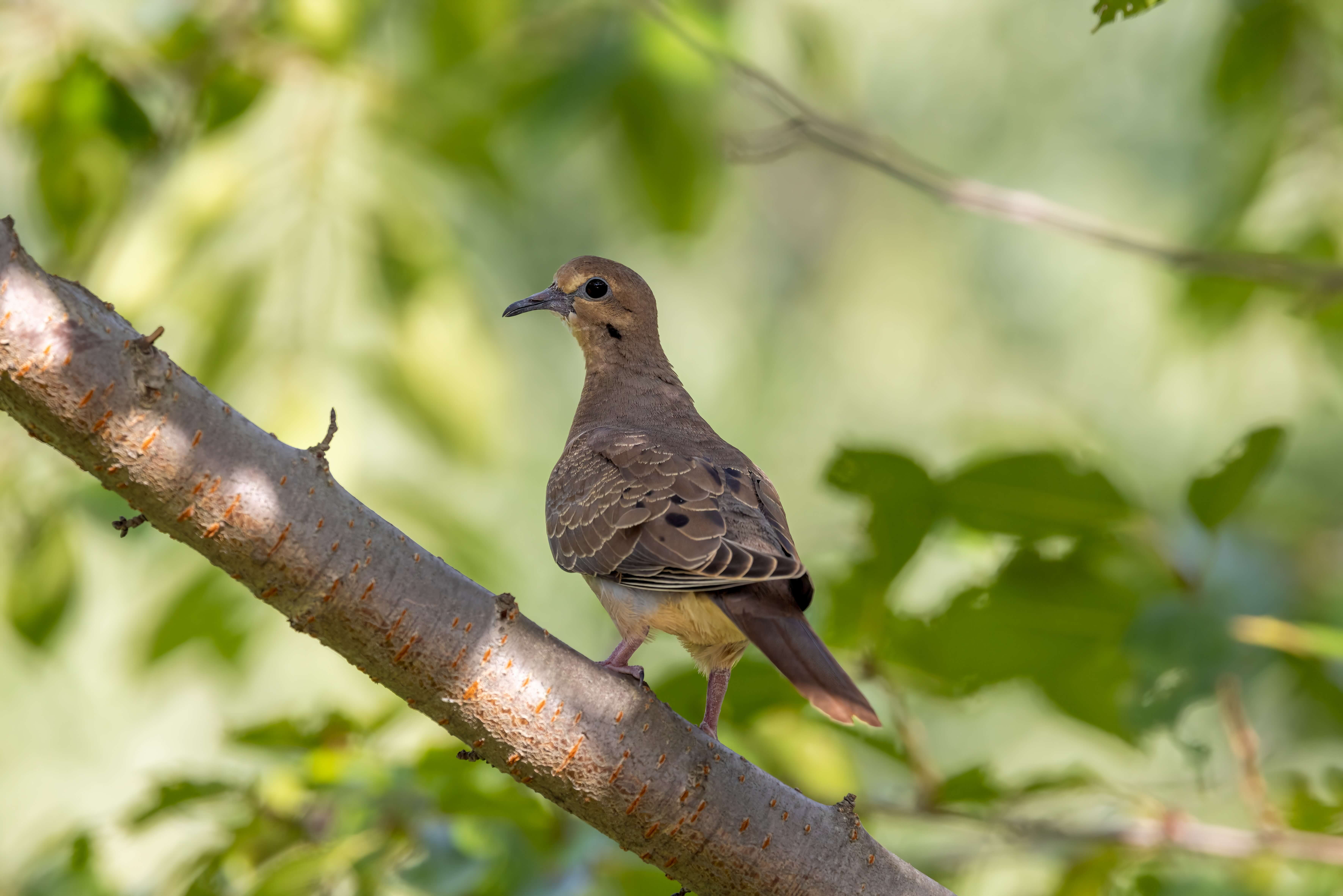 Florida Backyard Birds to Spot at Home