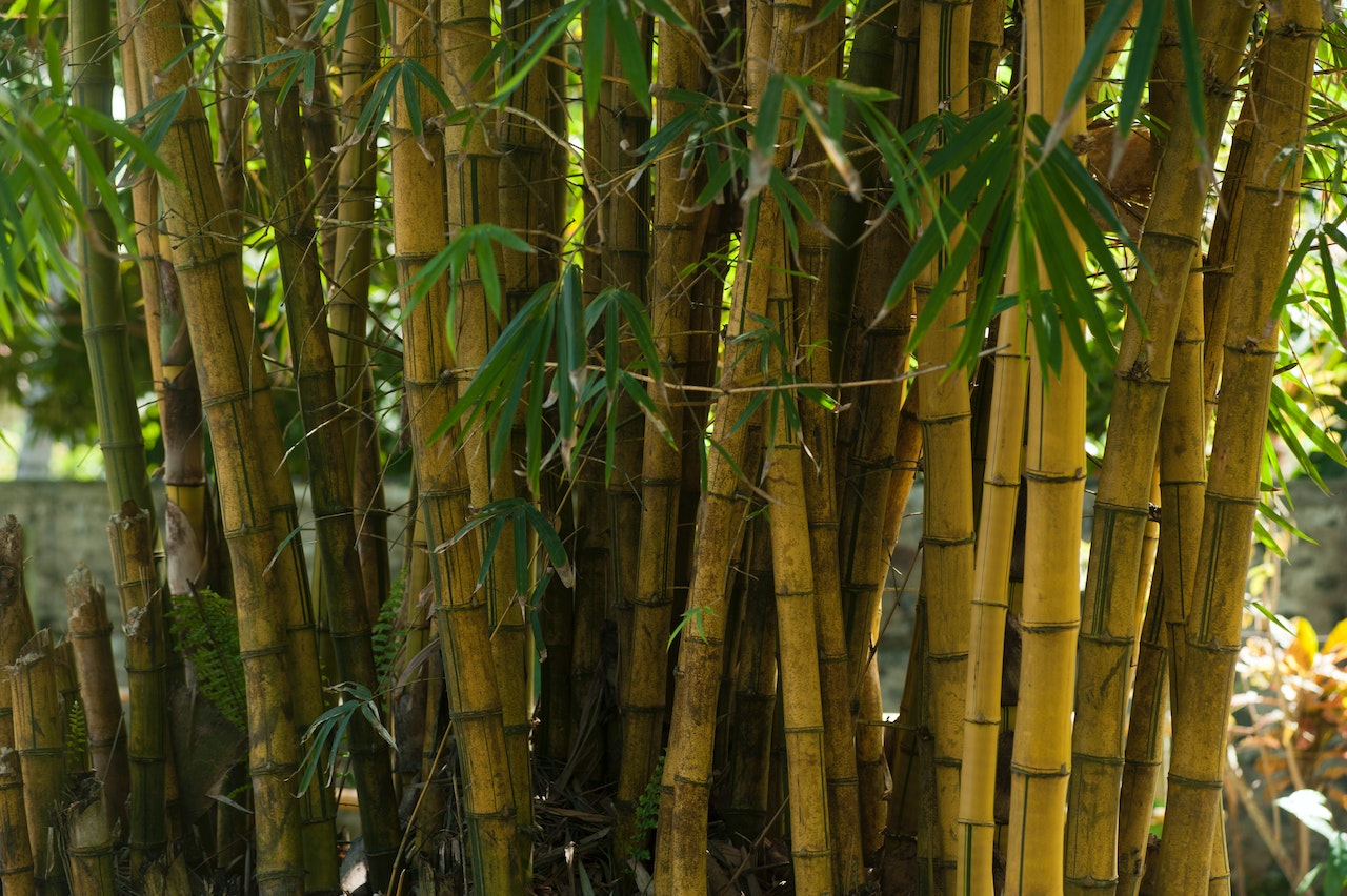 Plant Picks: Alphonse Karr Bamboo