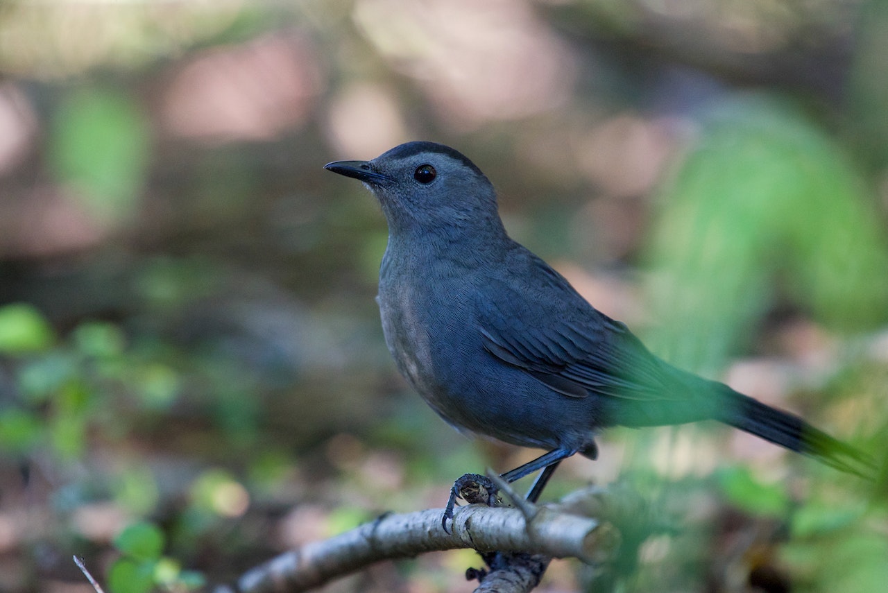 Five Florida Winter Birds to Spot in Your Yard