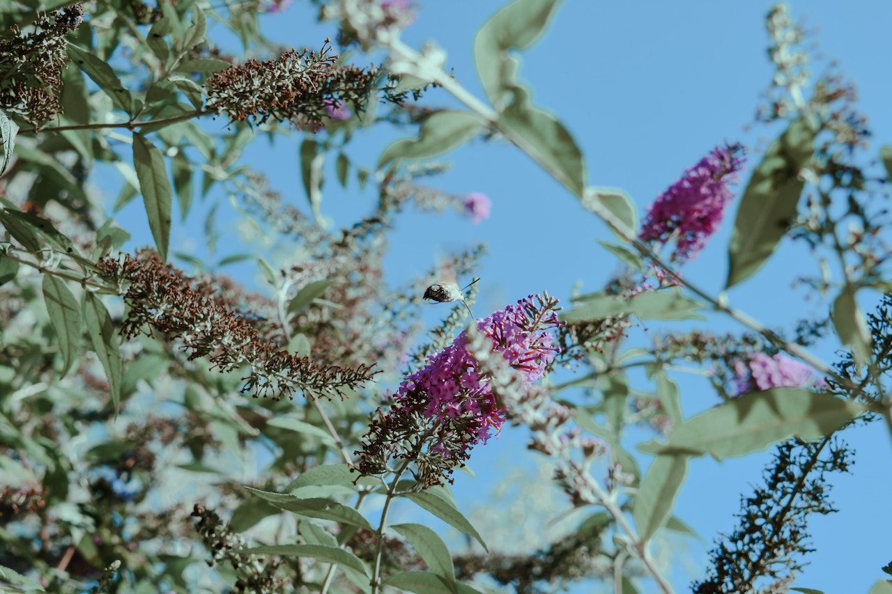 The Best 10 Plants for Sandy Soil