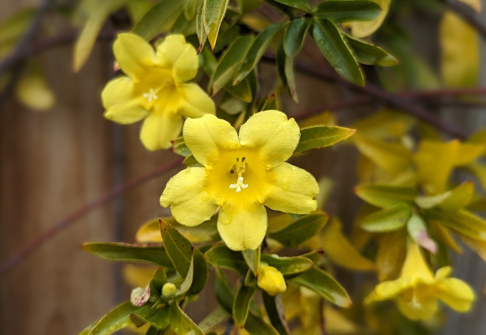 Eight Climbing Plants for your Fence or Trellis