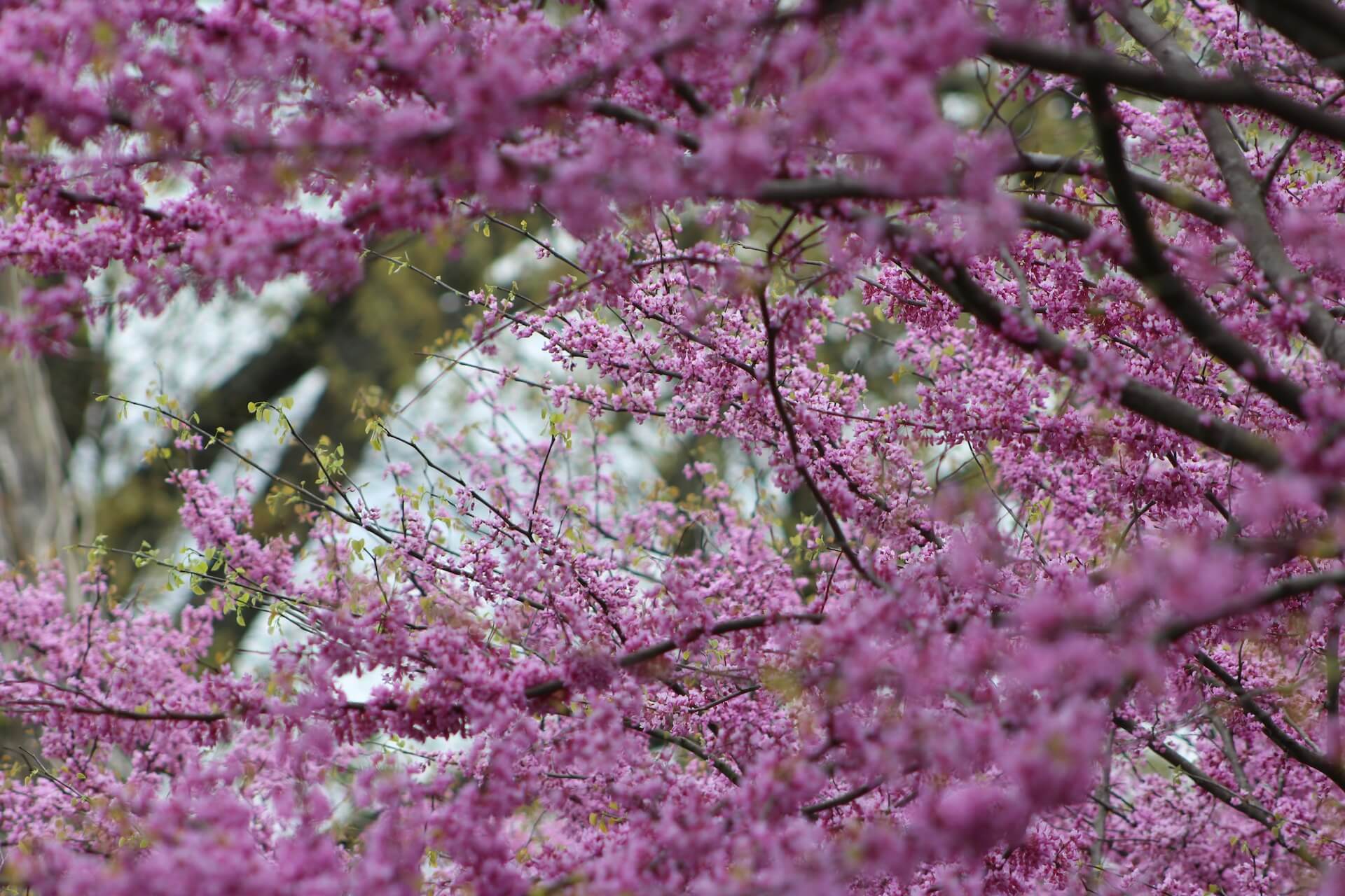 Our Favorite Central Florida Flowering Trees