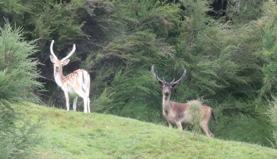 Hunter’s Paradise – ‘Hunting Opotiki’ - The Adventurer Magazine
