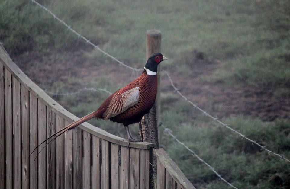 How to bone and roll a Pheasant - The Adventurer Magazine