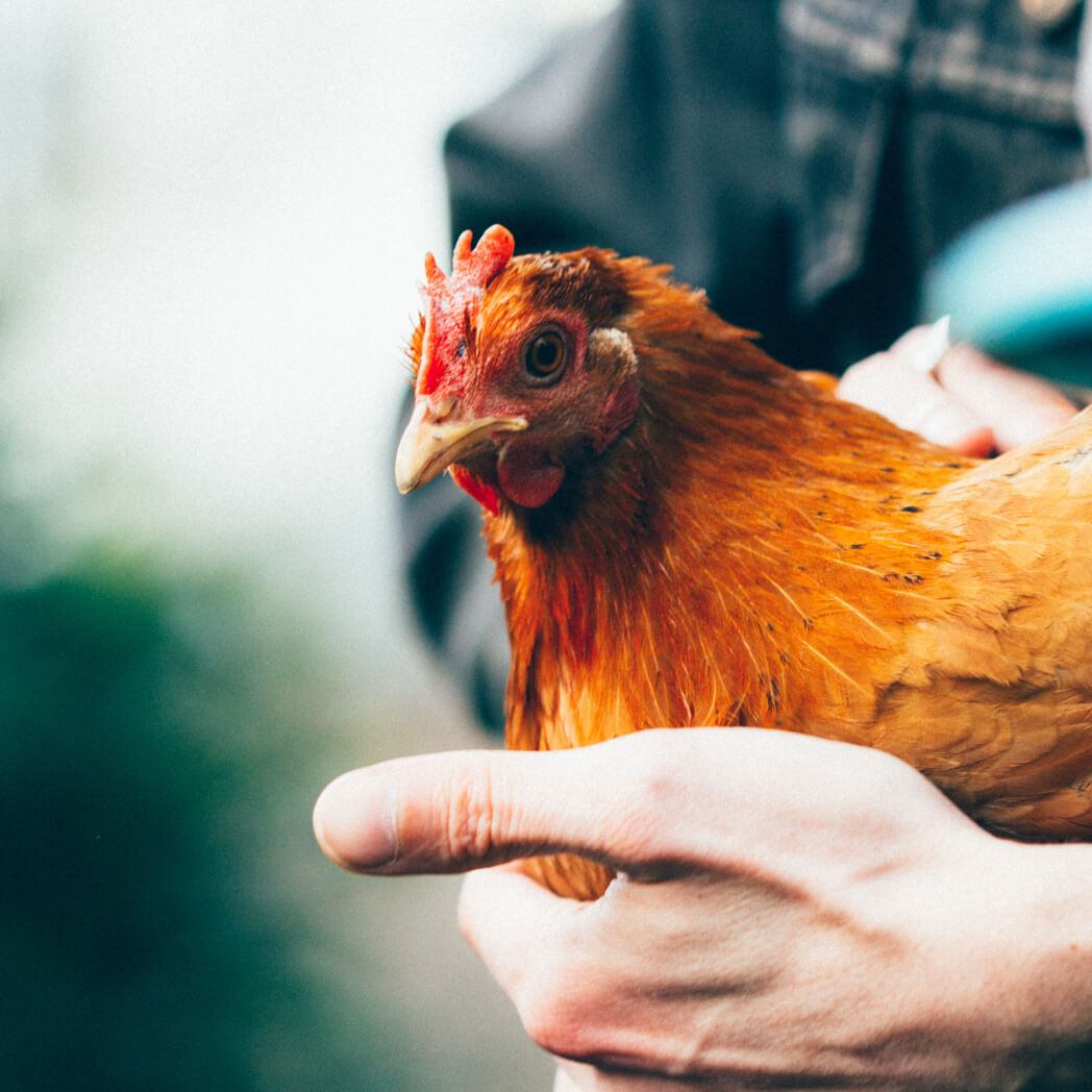 Poultry | Feed and Point of Lay