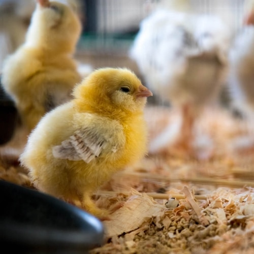 Working with farmers since 1975 | Country Fresh Pullets