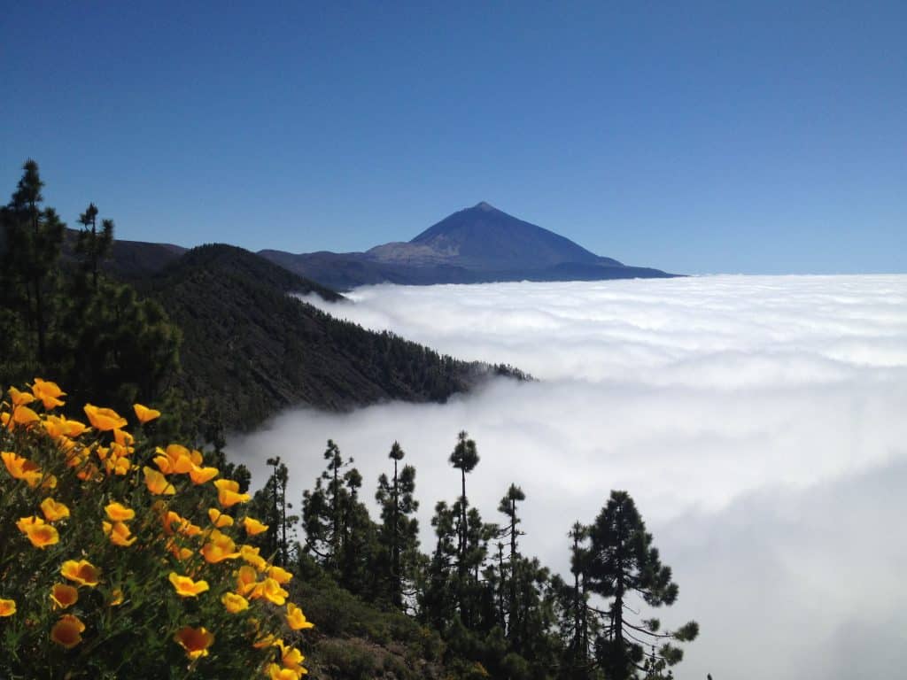 Most important Canarian laurisilva forests in the Canary Islands