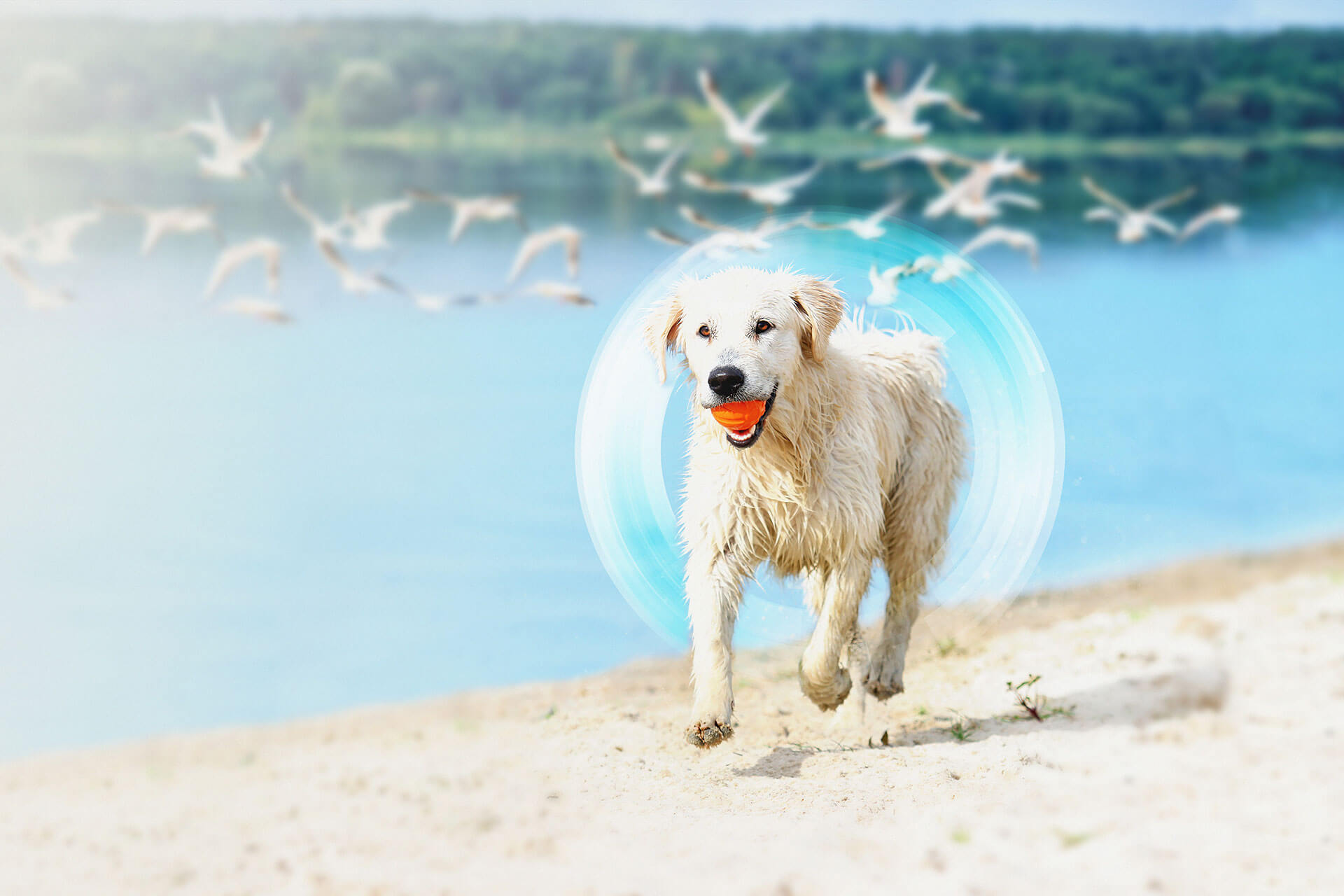 Osteopen for Dogs - CPD - Chanelle Pharma