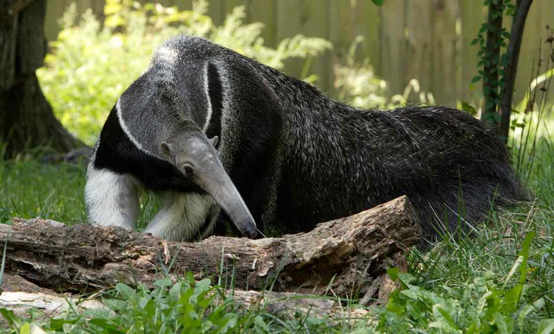 South American Fauna: Exploring the Continent's Diverse Wildlife