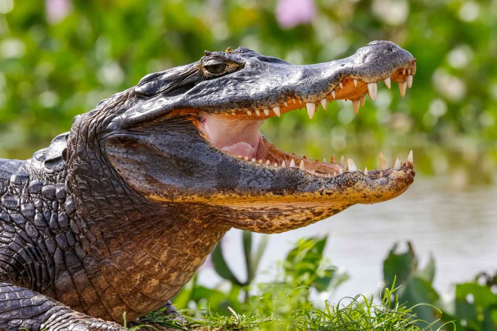 South American Fauna: Exploring the Continent's Diverse Wildlife
