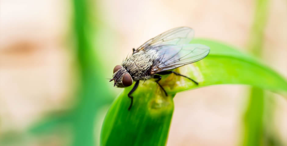 Pest Control | New Zealand Pest Control Guide | JAE