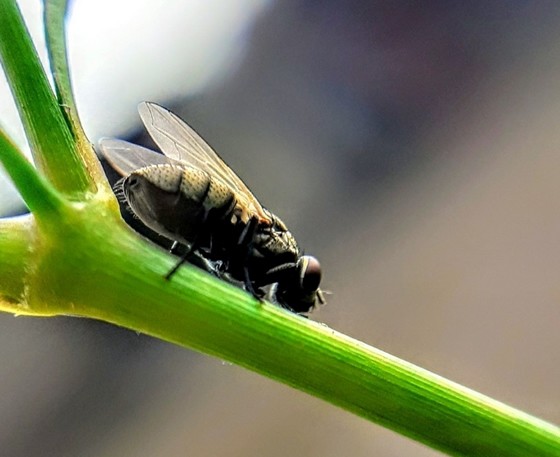 Flys, Fruit Flies & Sandflies | Getting Rid of Flies | JAE