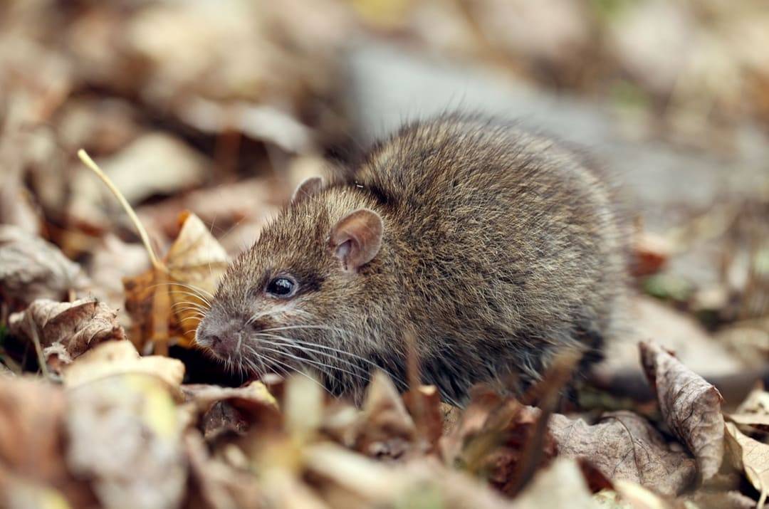 Rat Infestation in Auckland | Rat Control Services | JAE