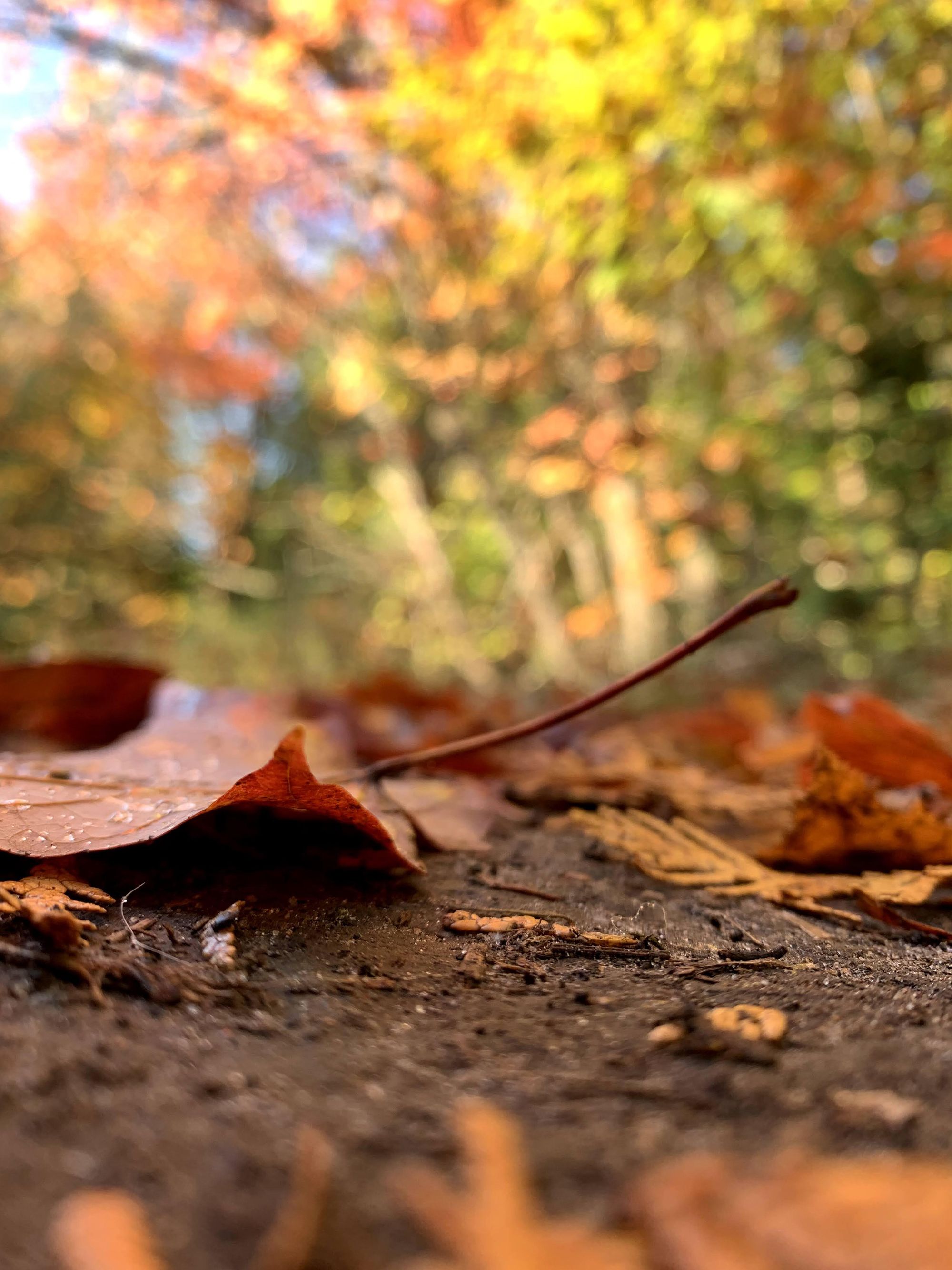 Fall for Caledon's Driving Routes and Insider Tips