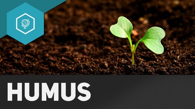 Humus einfach erklärt - simpleclub
