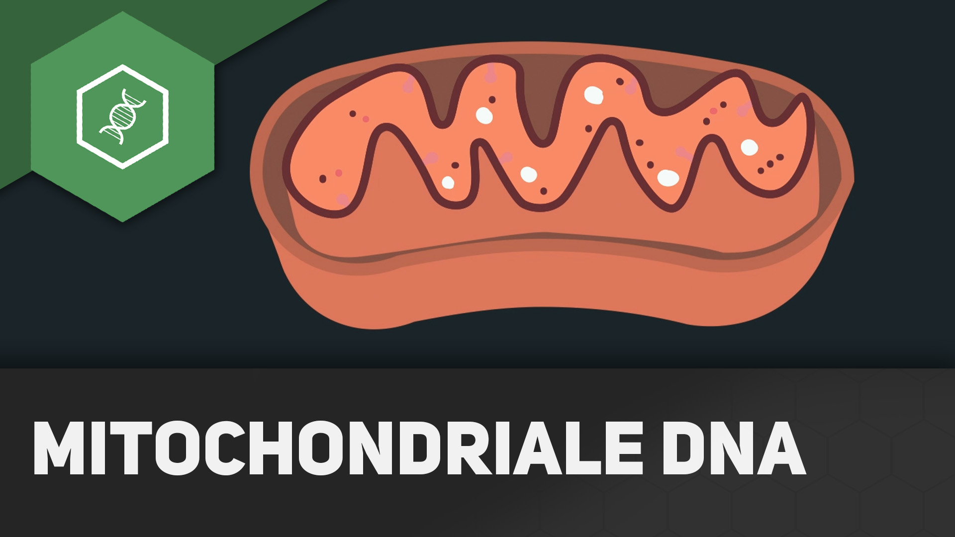 Mitochondrien einfach erklärt - simpleclub