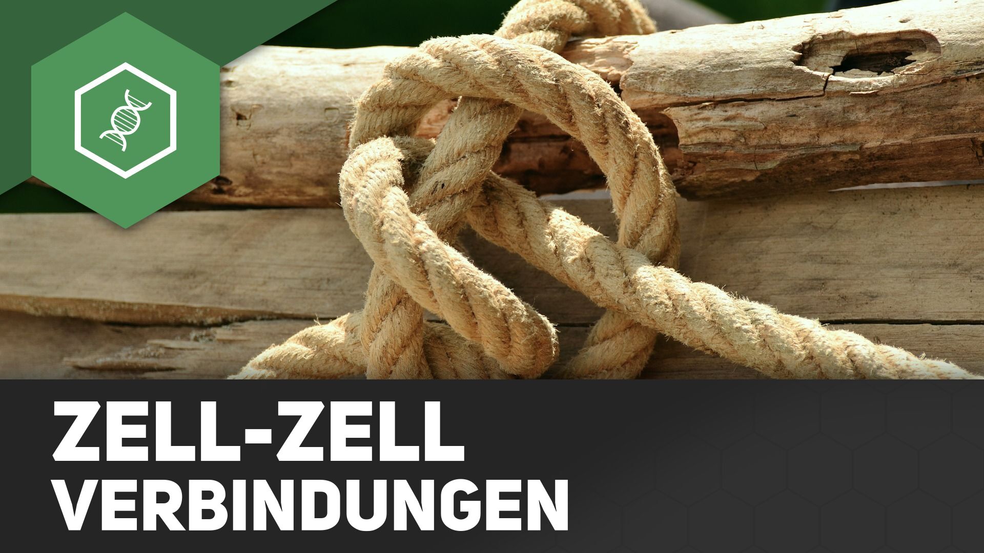 Zell-Zell-Verbindung einfach erklärt - simpleclub