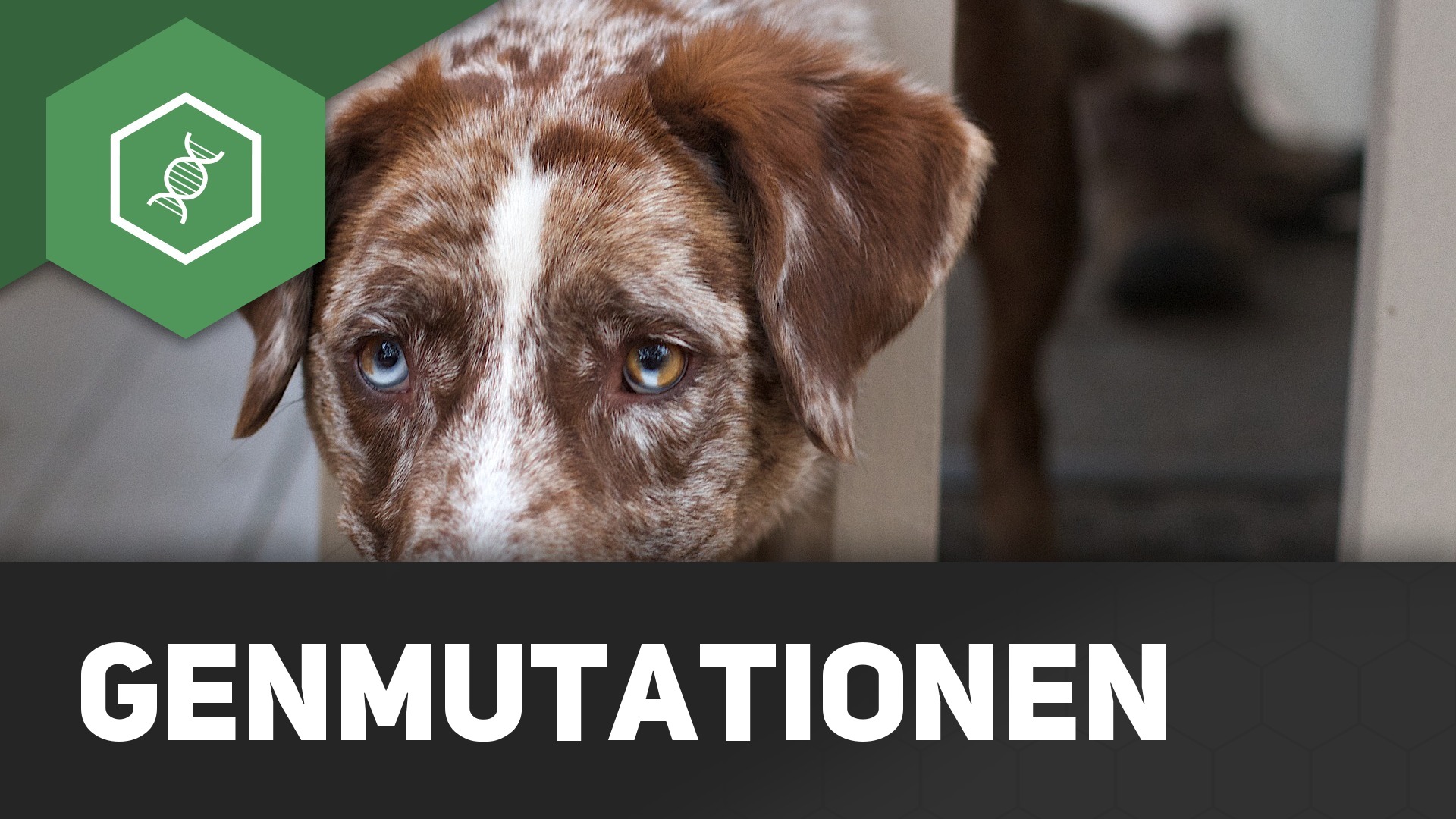 Genmutation einfach erklärt - simpleclub