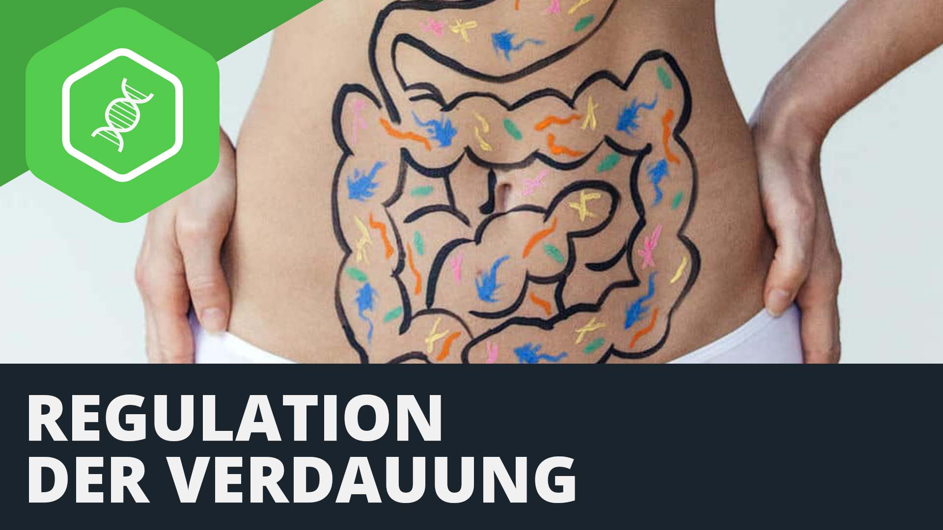 Regulation der Verdauung einfach erklärt - simpleclub