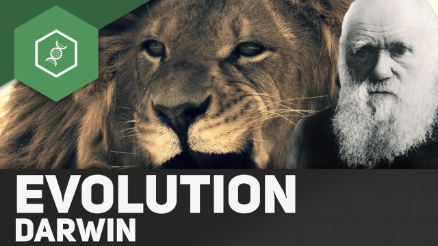 Darwinismus- Evolutionstheorie nach Darwin einfach erklärt - simpleclub