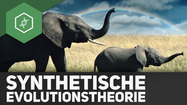 Synthetische Evolutionstheorie einfach erklärt - simpleclub