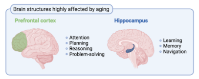 How intelligence changes with age