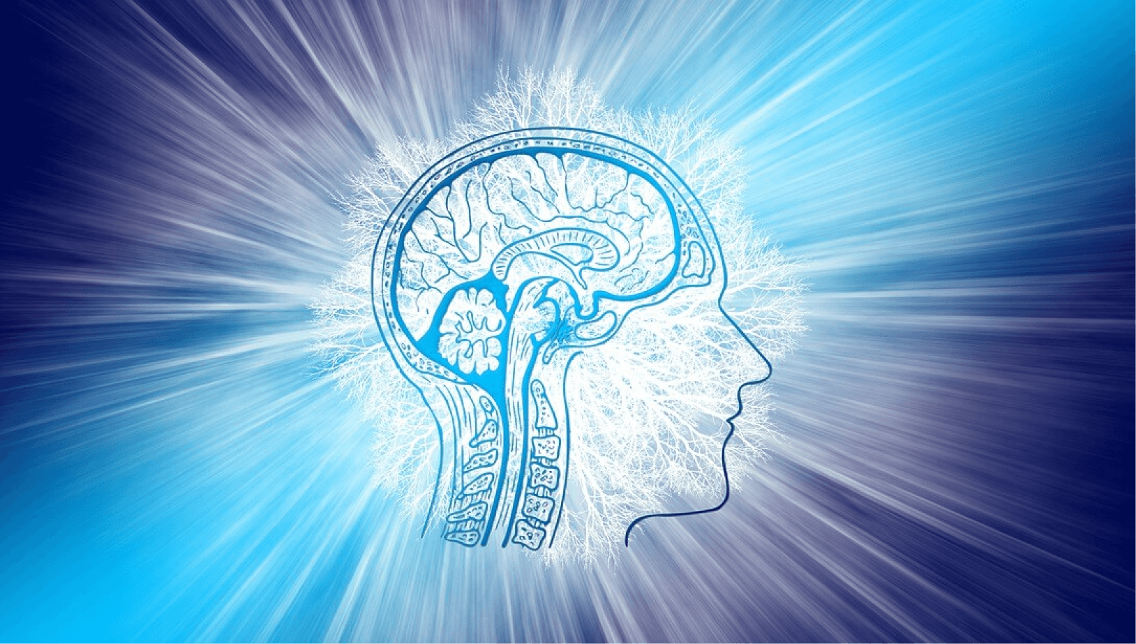 Where is intelligence in the brain?