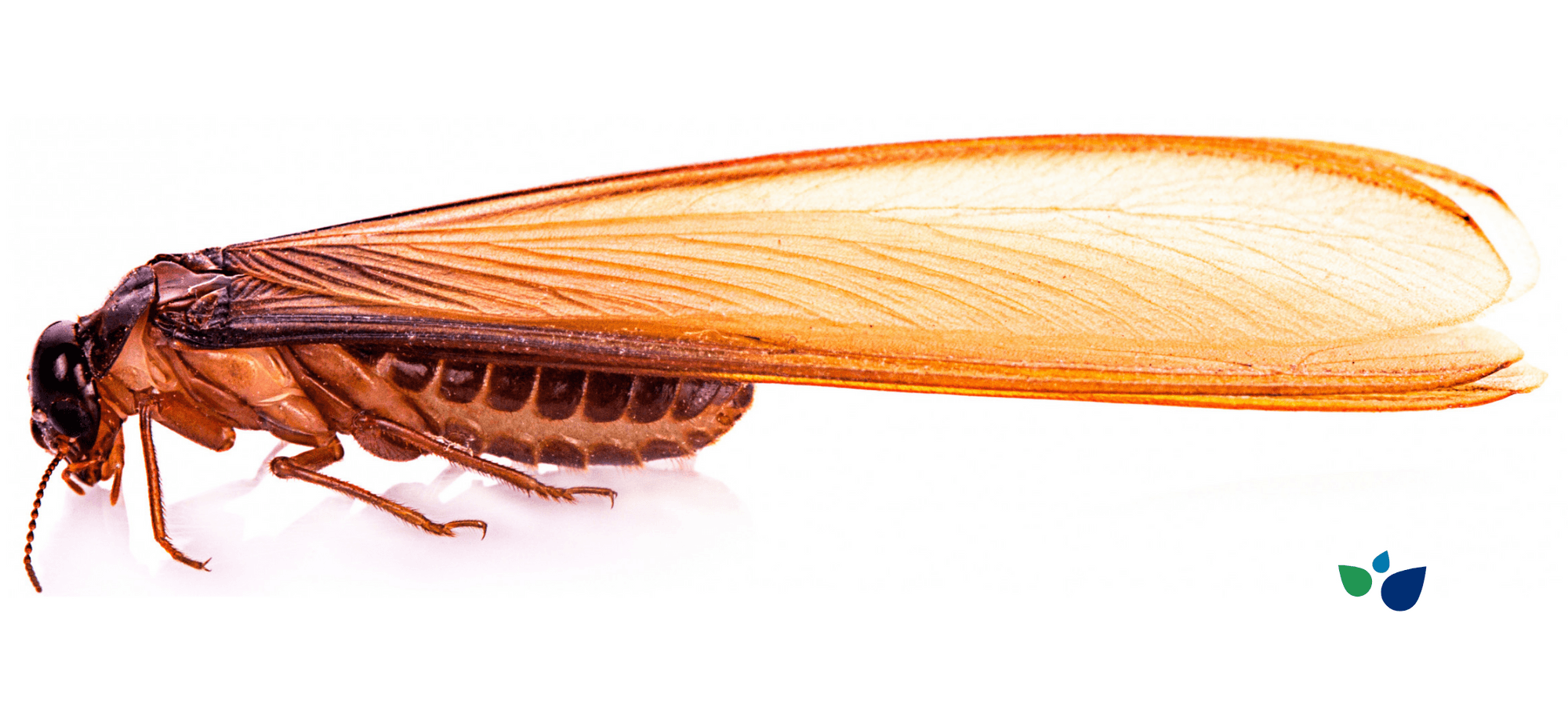 Heat Treatment for Termites | Precision Environmental