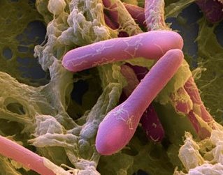 The Evolution of Botulinum Toxin: From Deadly Poison to Cosmetic Elixir ...